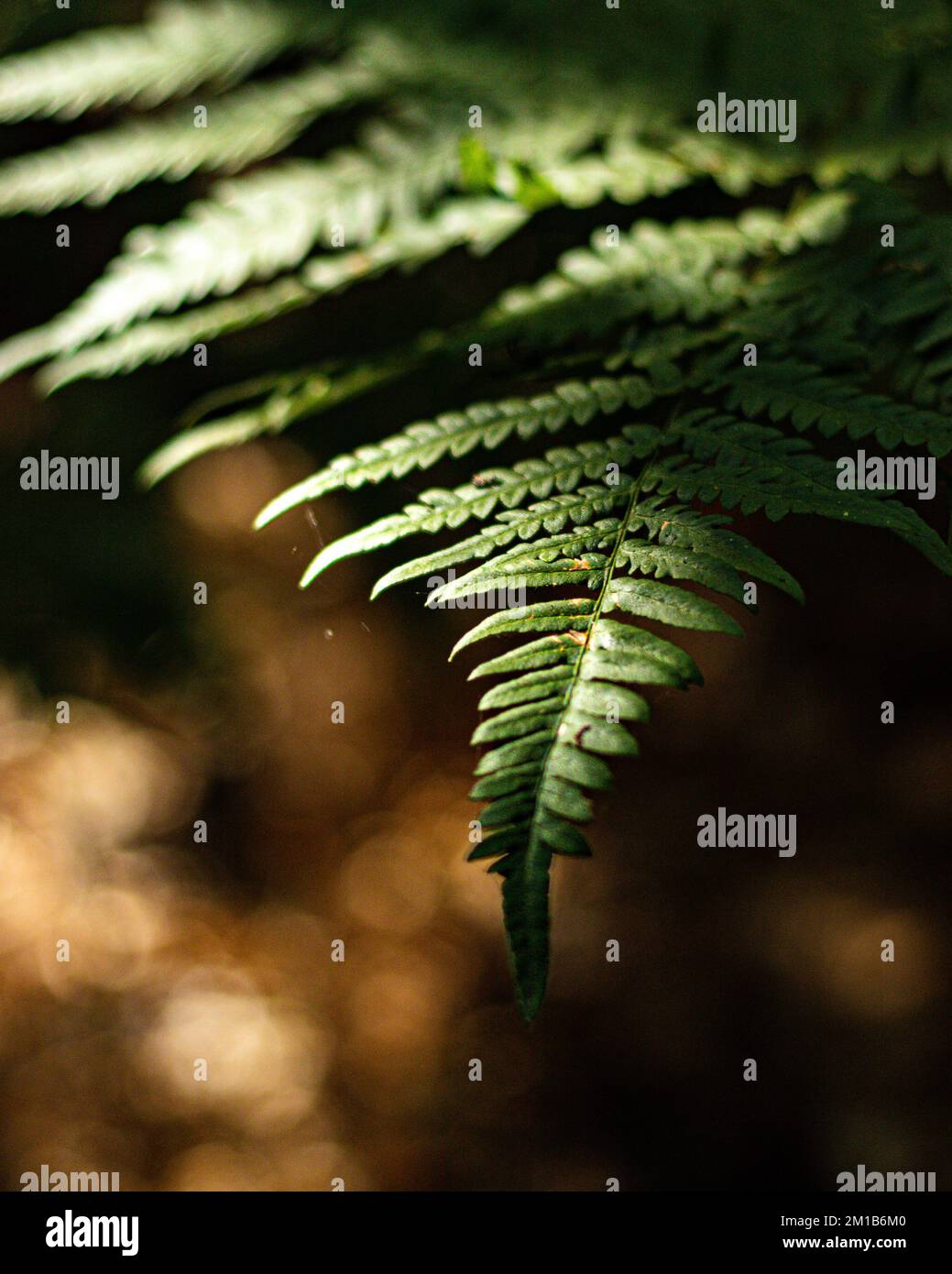 Plants in the world Stock Photo - Alamy
