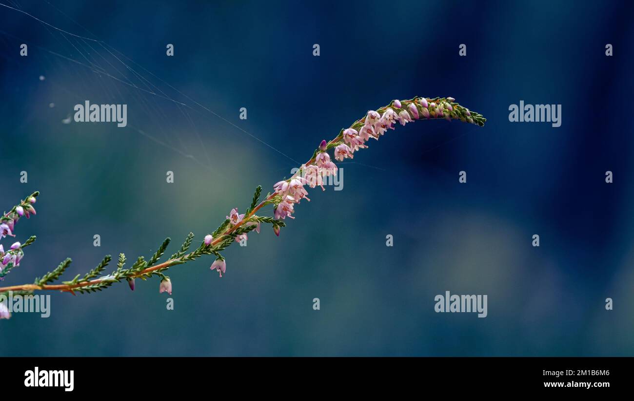 Plants in the world Stock Photo - Alamy