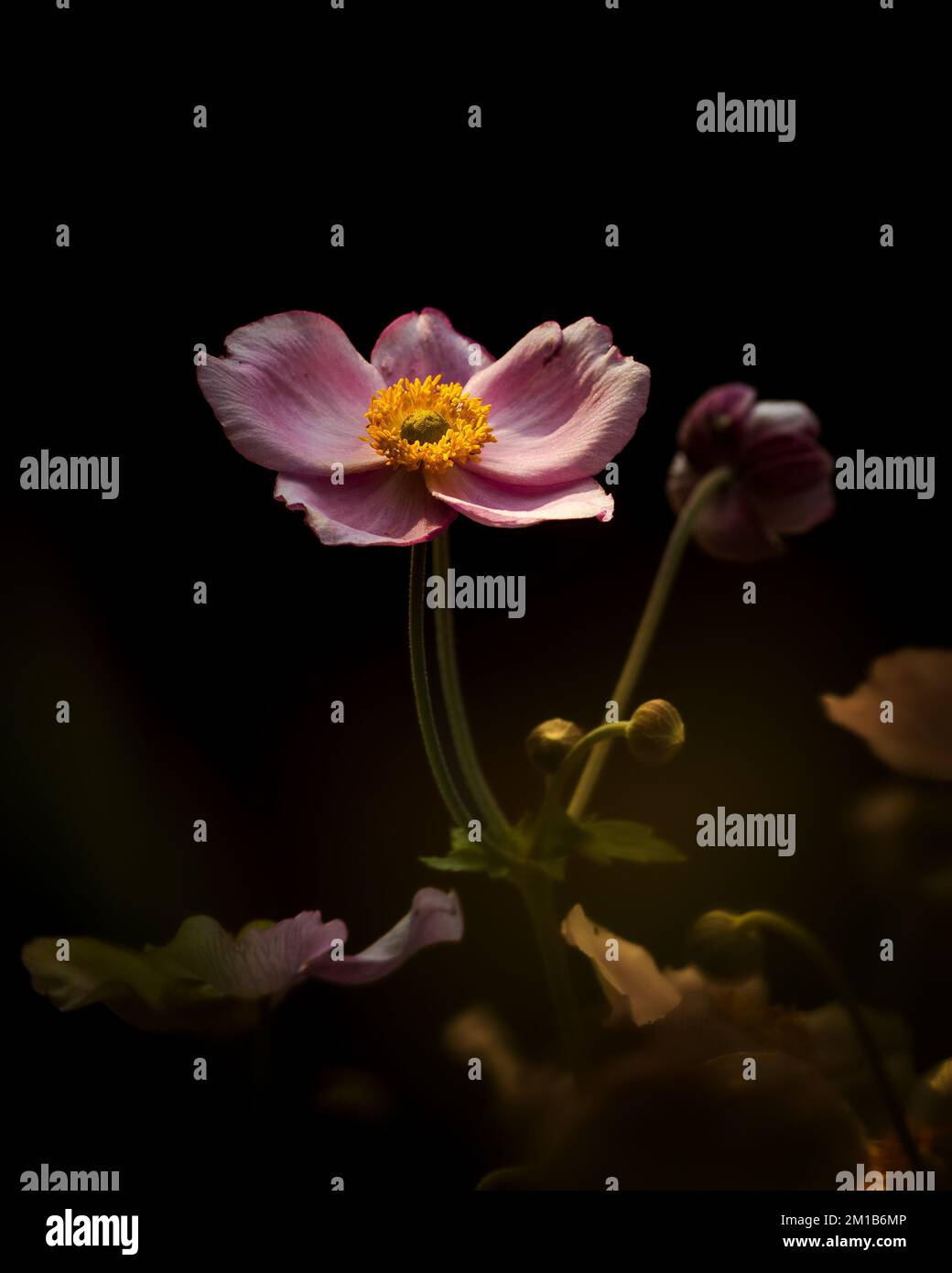 Plants in the world Stock Photo - Alamy