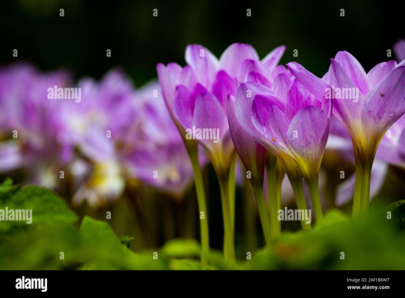 Plants in the world Stock Photo - Alamy