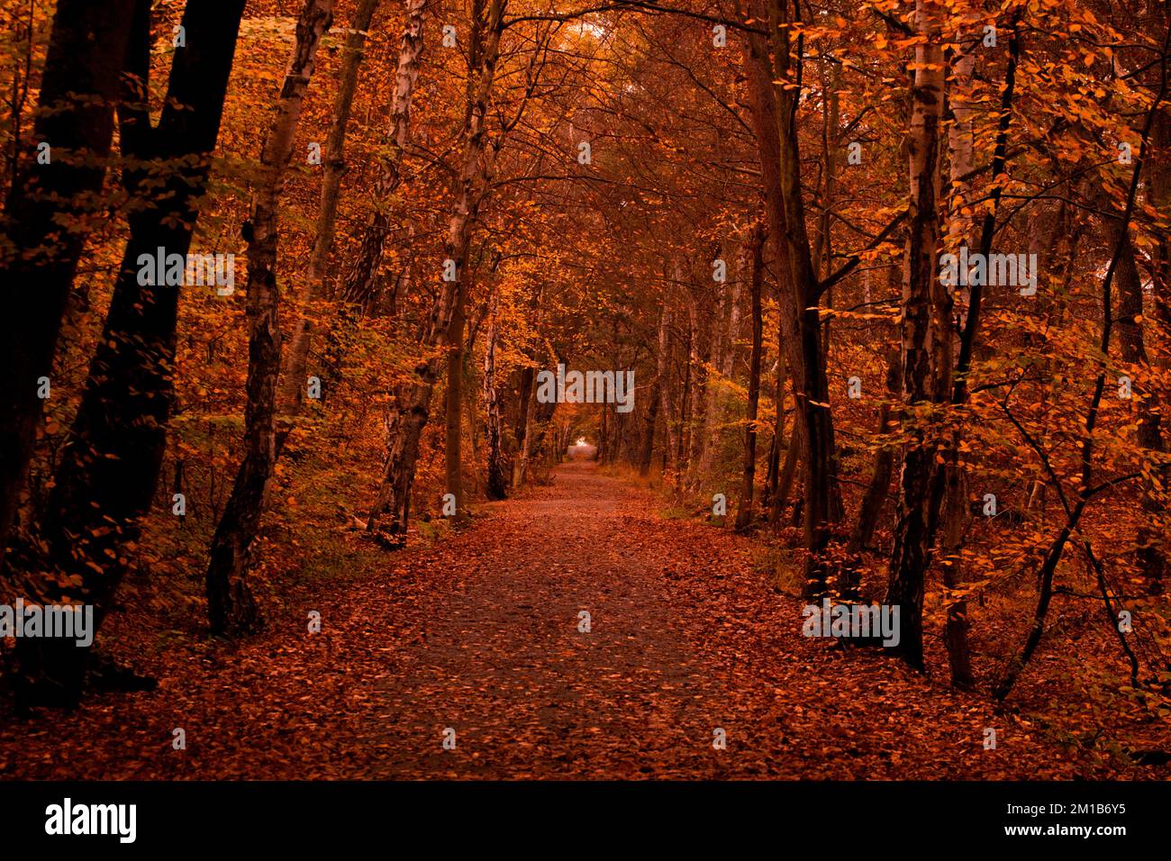 Plants in the world Stock Photo - Alamy