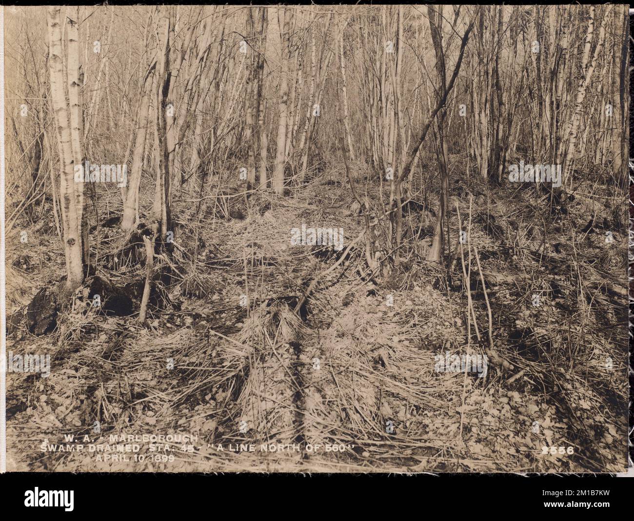 Wachusett Aqueduct, Crane Swamp improved (swamp drained), station 45, A ...