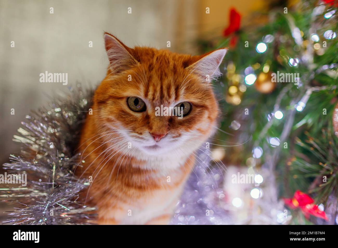 Portrait of ginger cat lying under Christmas tree playing with lights ...