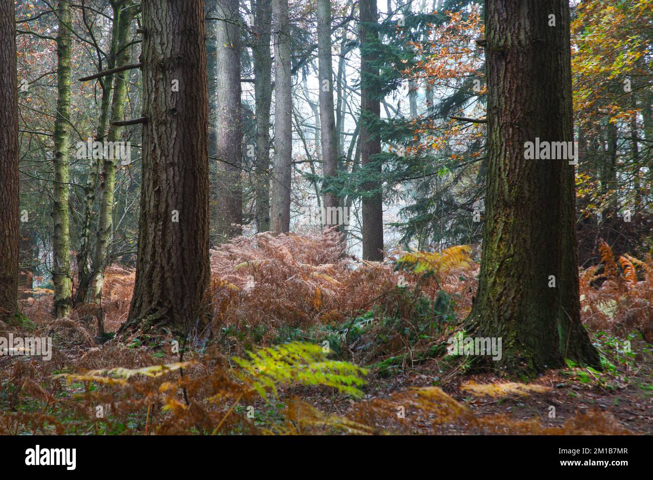 nature, landscape, season, forest, outdoor, sky, background, tree, wood ...