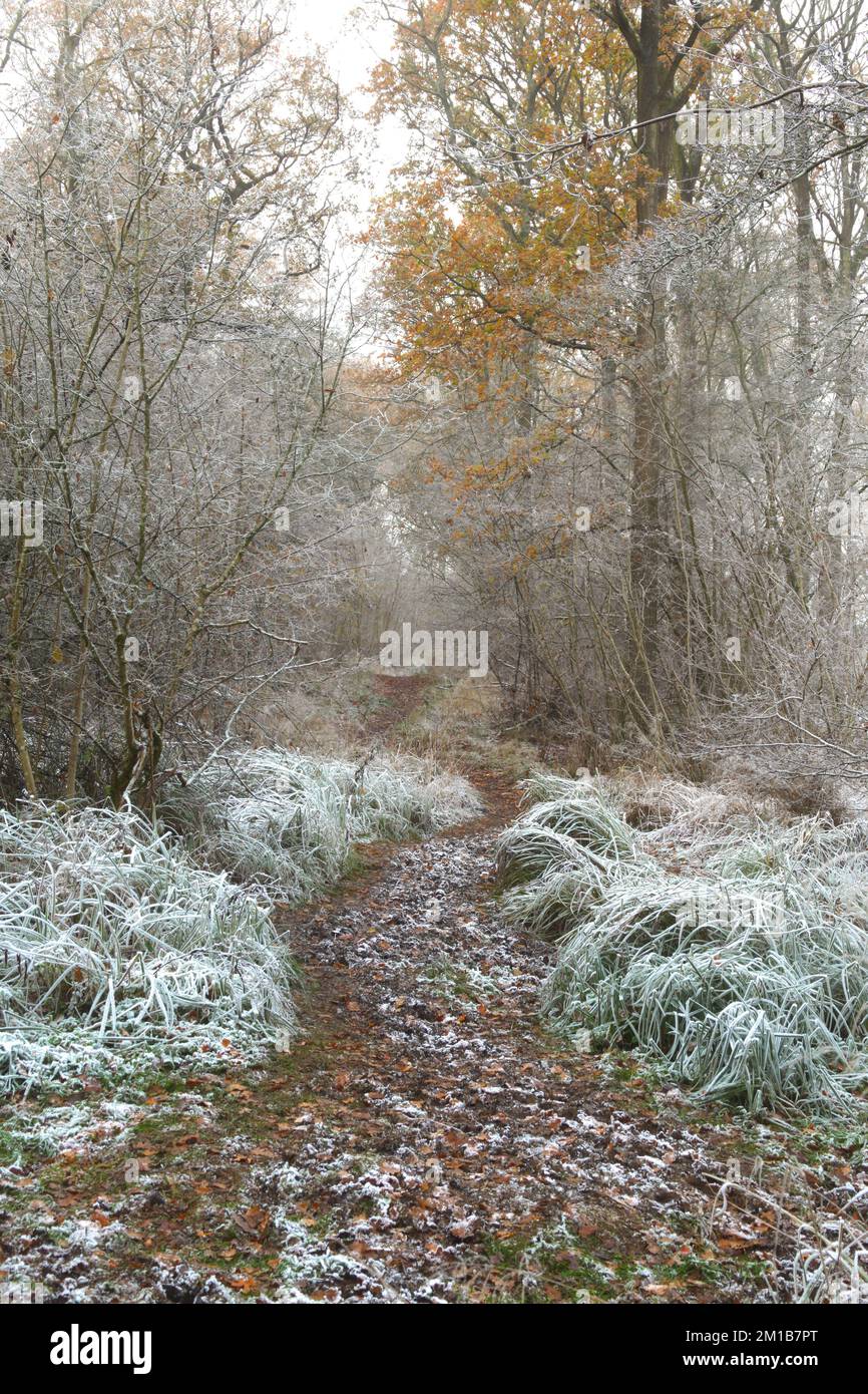 Winter mist, Snow, nature, winter, landscape, cold, season, forest ...
