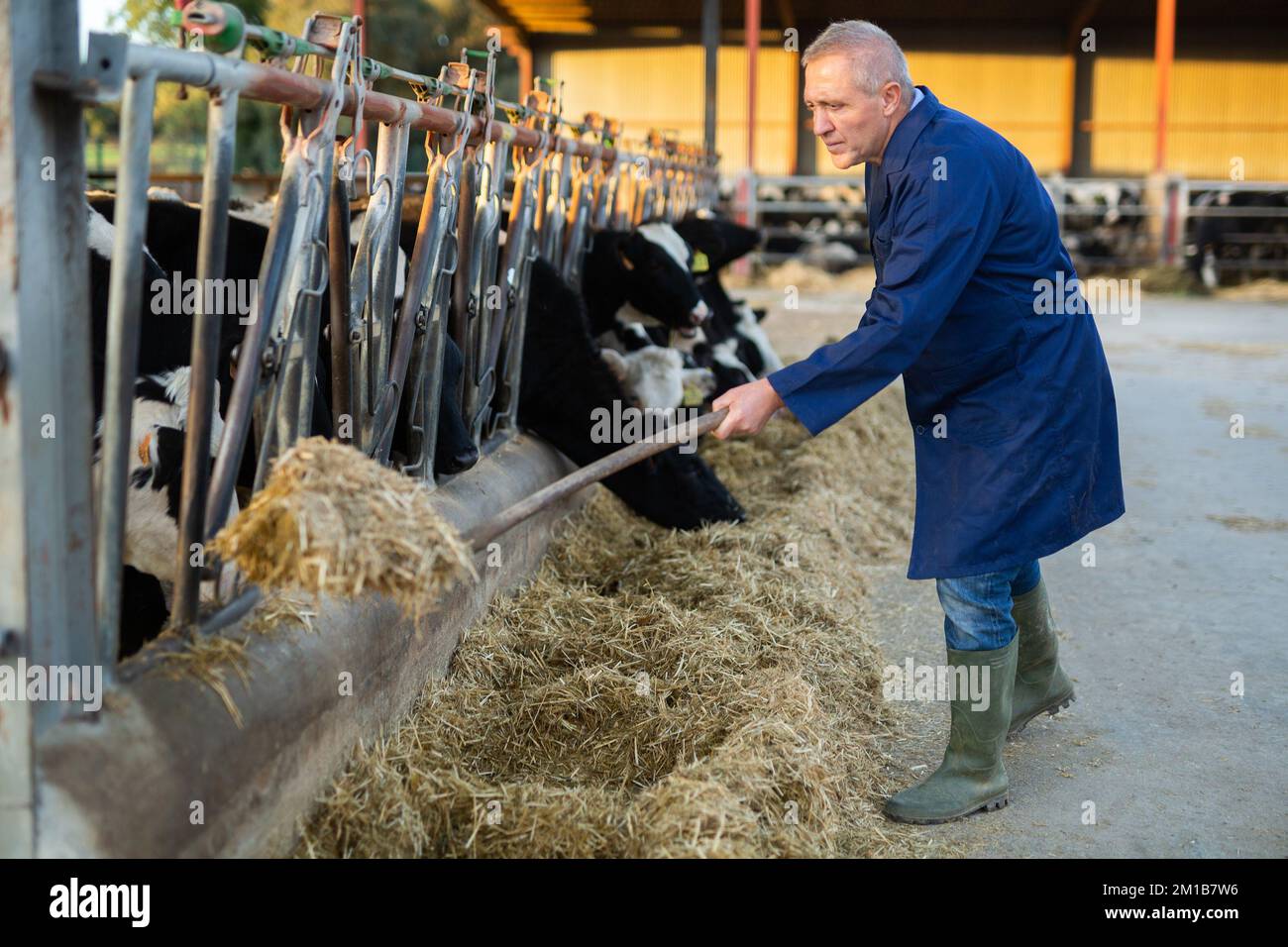 Older livestock farm worker feeding cows in open cowshed Stock Photo ...