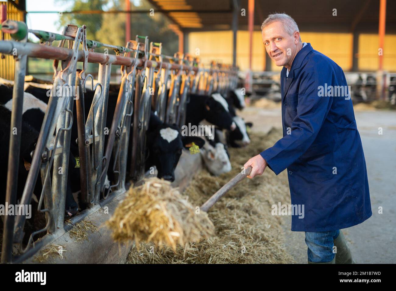 Elderly man arranging hay for feeding cows in outdoor stall Stock Photo ...