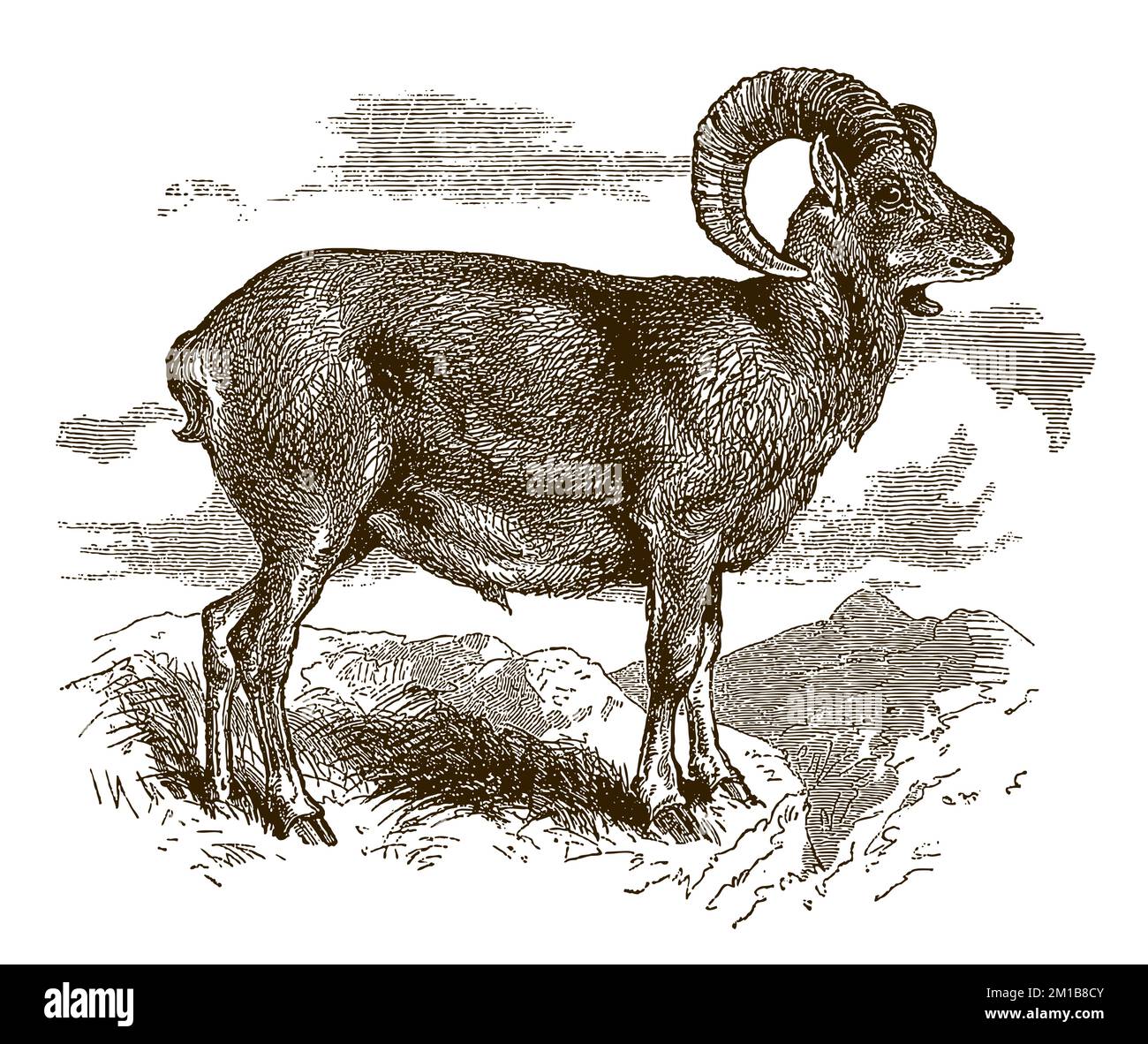 Mouflon ram ovis gmelini in side view, standing on a rock in the ...