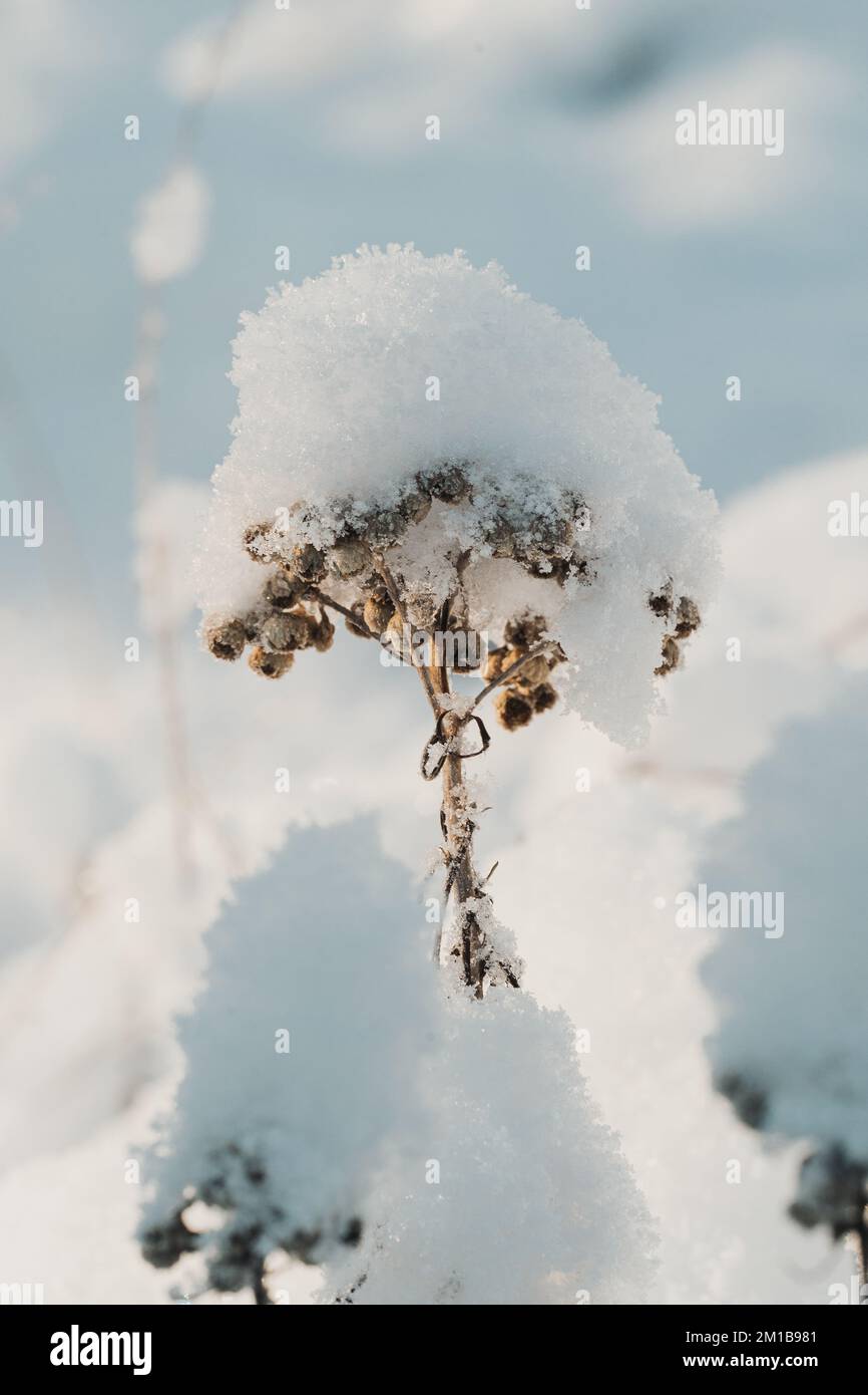 Snow ice vector ice hi-res stock photography and images - Alamy