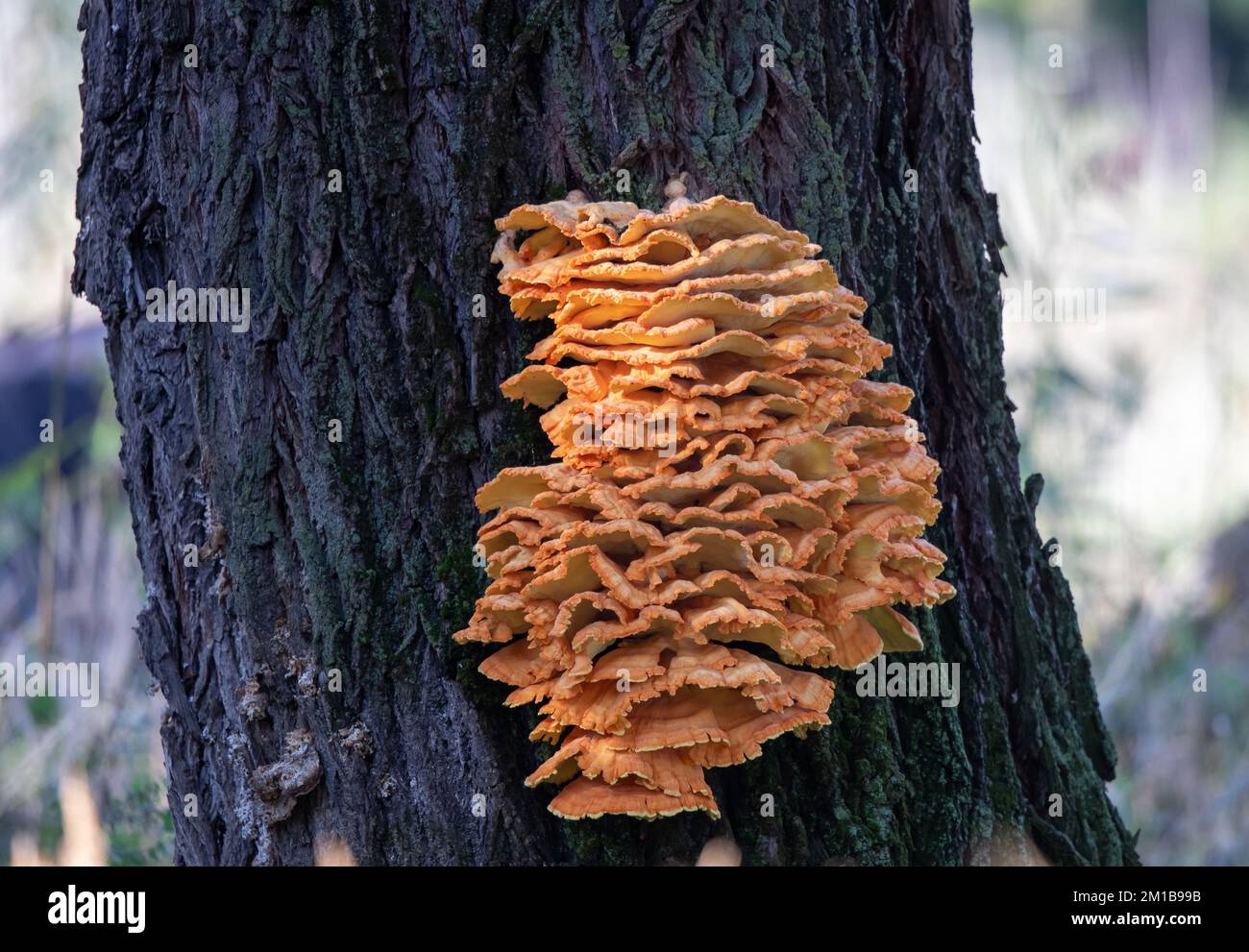 Close up of yellow edible mushroom chicken fungus (Laetiporus ...