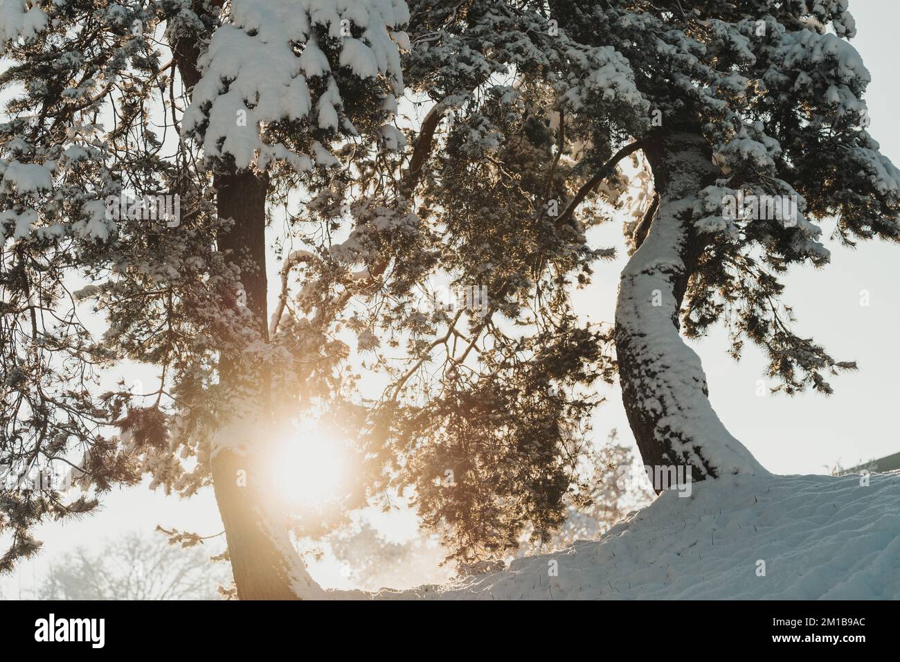 Beautiful winter tree in snow Stock Photo - Alamy