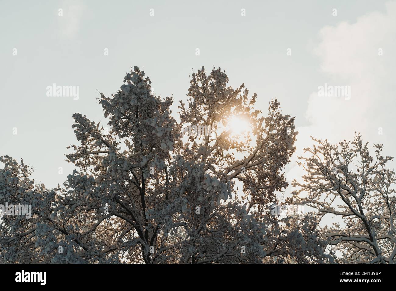 Beautiful winter tree hi-res stock photography and images - Alamy