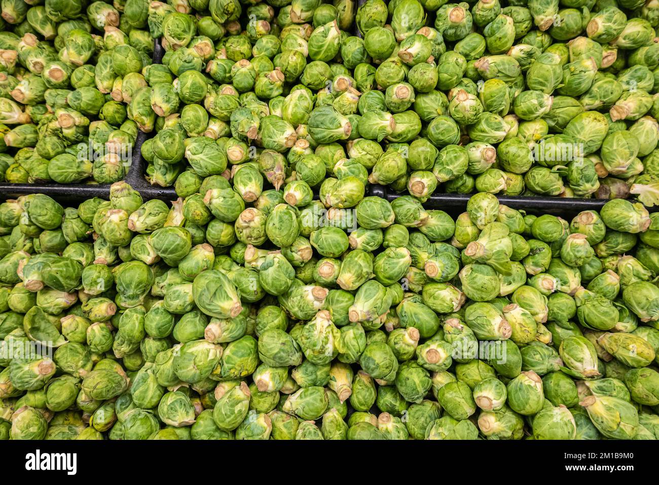 Brussels sprouts on display at a supermarket Stock Photo - Alamy