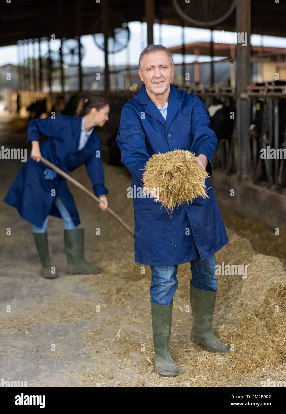 Mature farmer feeds cows with straw in cowshed of farm Stock Photo - Alamy