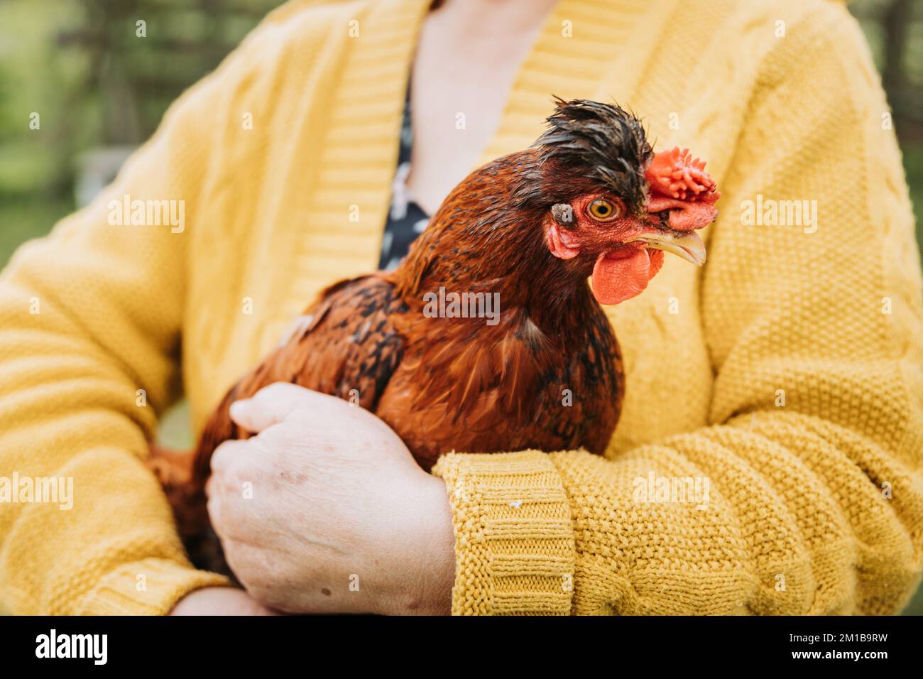 Unrecognizable farmer woman holding red chicken breed in her organic ...