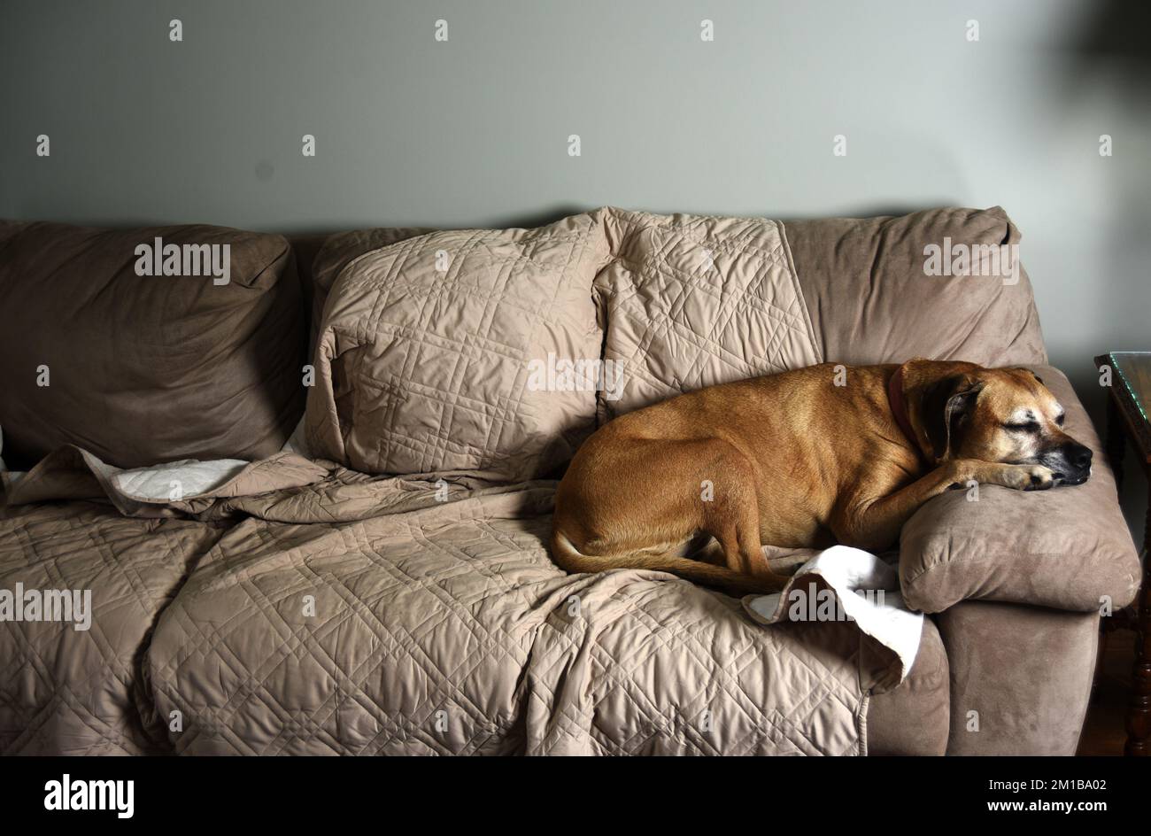 A ten-year old Rhodesian ridgeback and boxer mixed breed dog sleeping ...