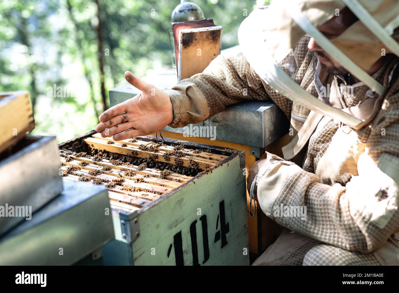 Side view of a beekeeper holding the queen bee in the palm of his hand ...