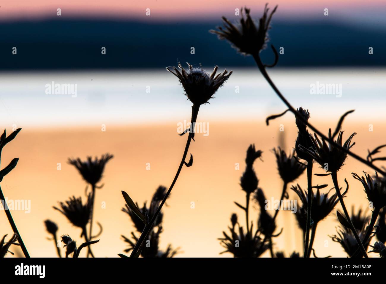 Fall plants in the wild Stock Photo - Alamy
