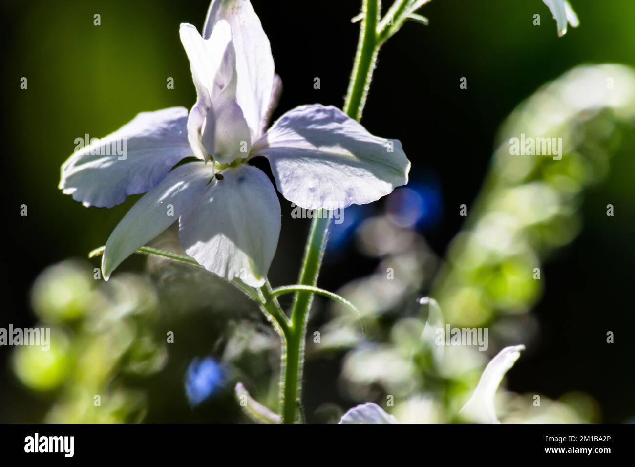 Fall plants in the wild Stock Photo - Alamy