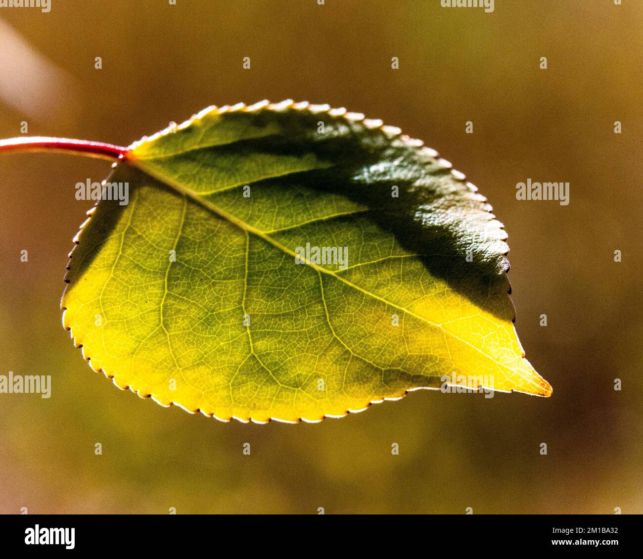 Fall plants in the wild Stock Photo - Alamy