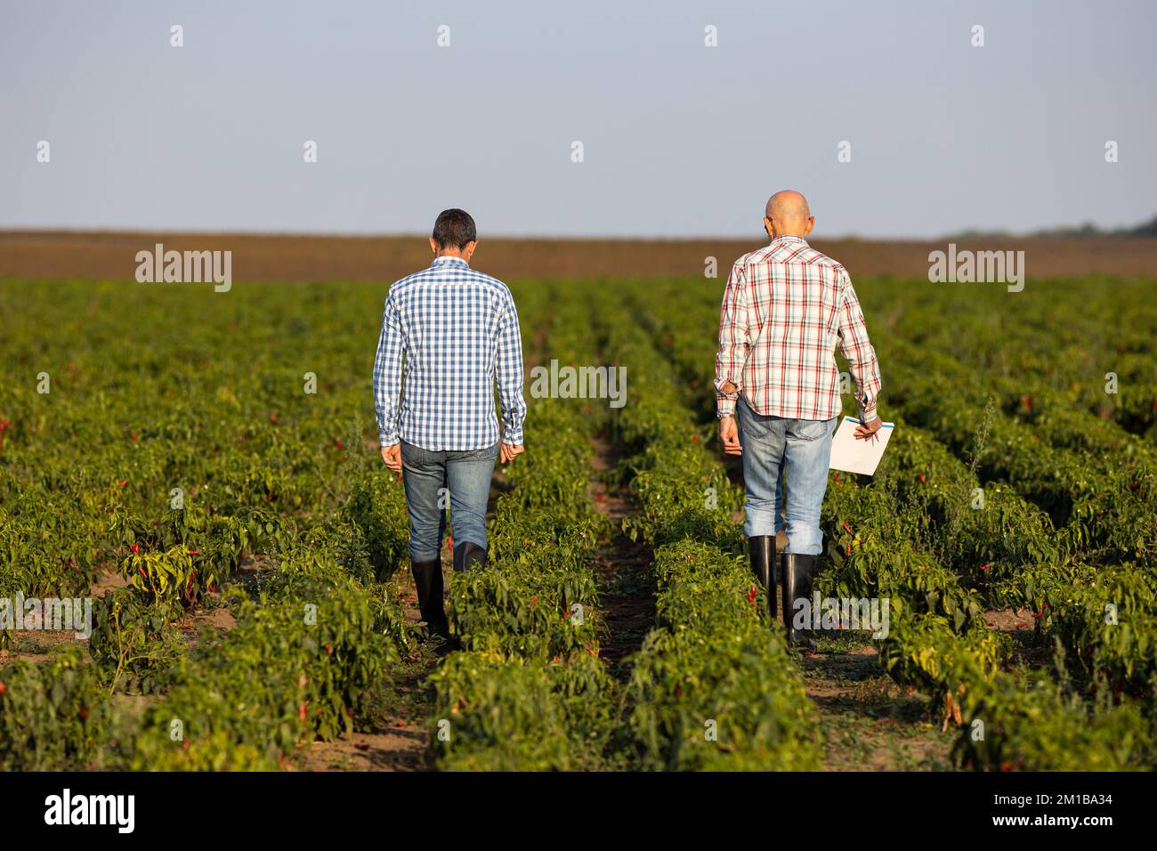 Rear view of two mature farmers walking in pepper field in autumn ...