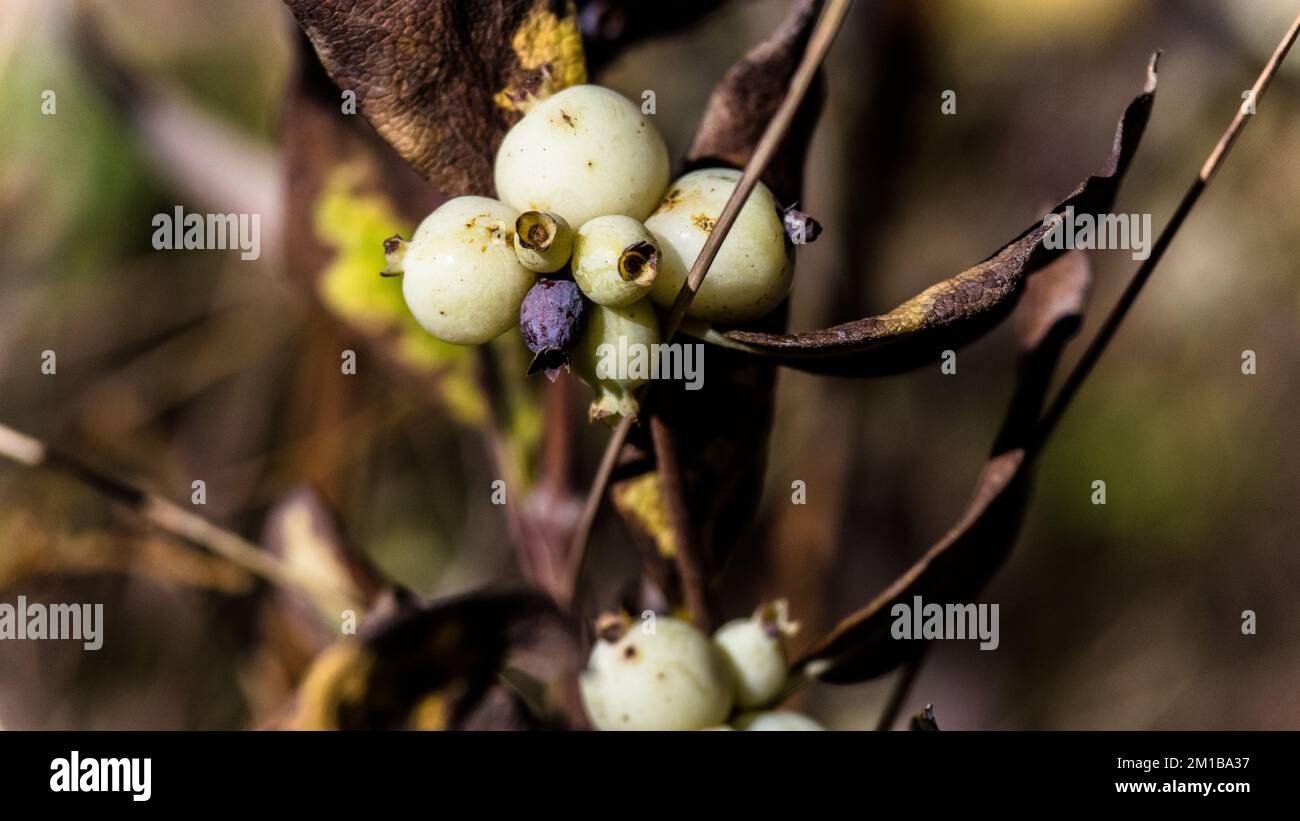 Fall plants in the wild Stock Photo - Alamy
