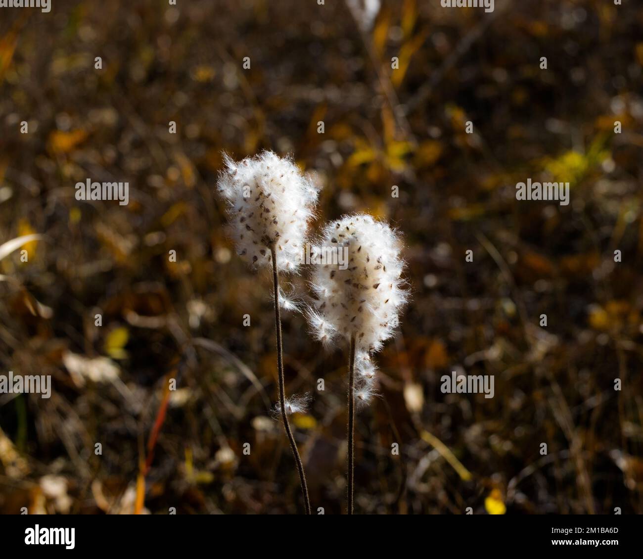 Fall plants in the wild Stock Photo - Alamy