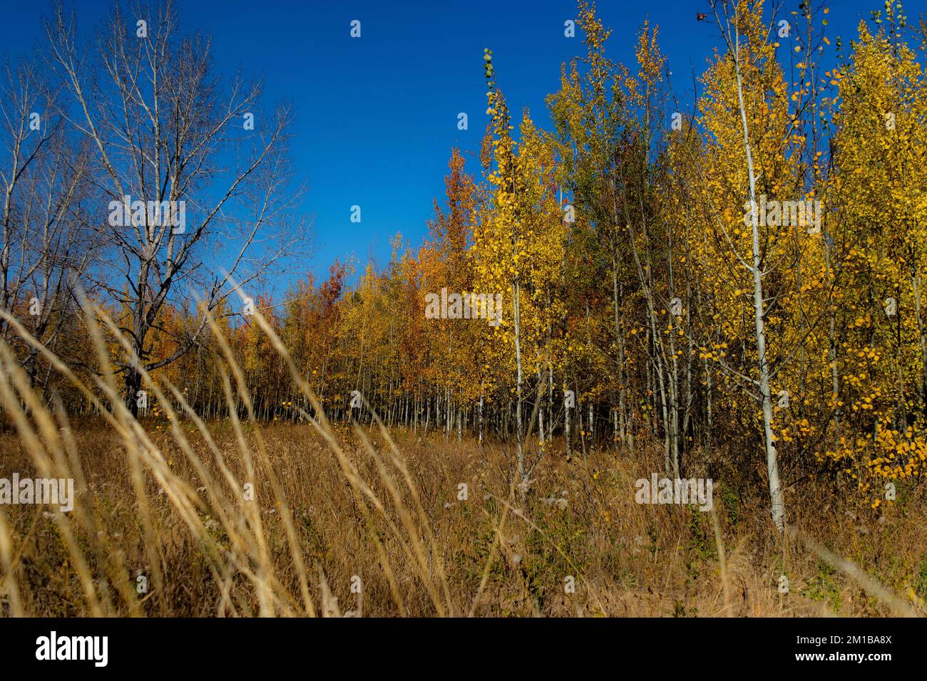 Fall scenery on the trail Stock Photo - Alamy