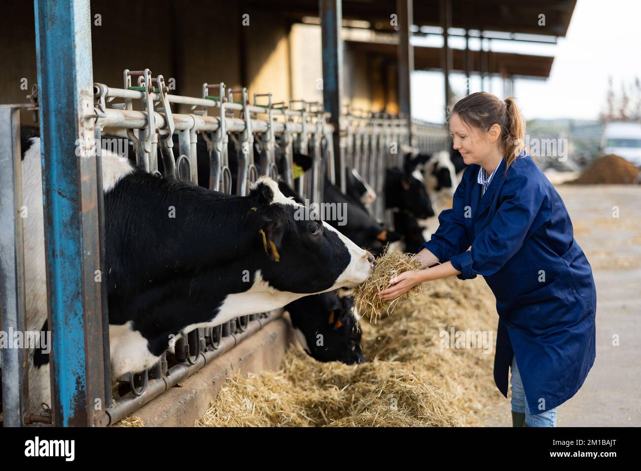 Female dairy farm worker feeding cows in a stall at dairy farm Stock ...
