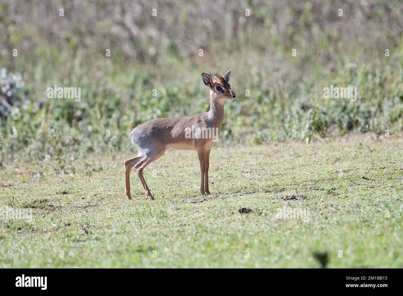 Kirk's dikdik (Madoqua kirkii Stock Photo - Alamy