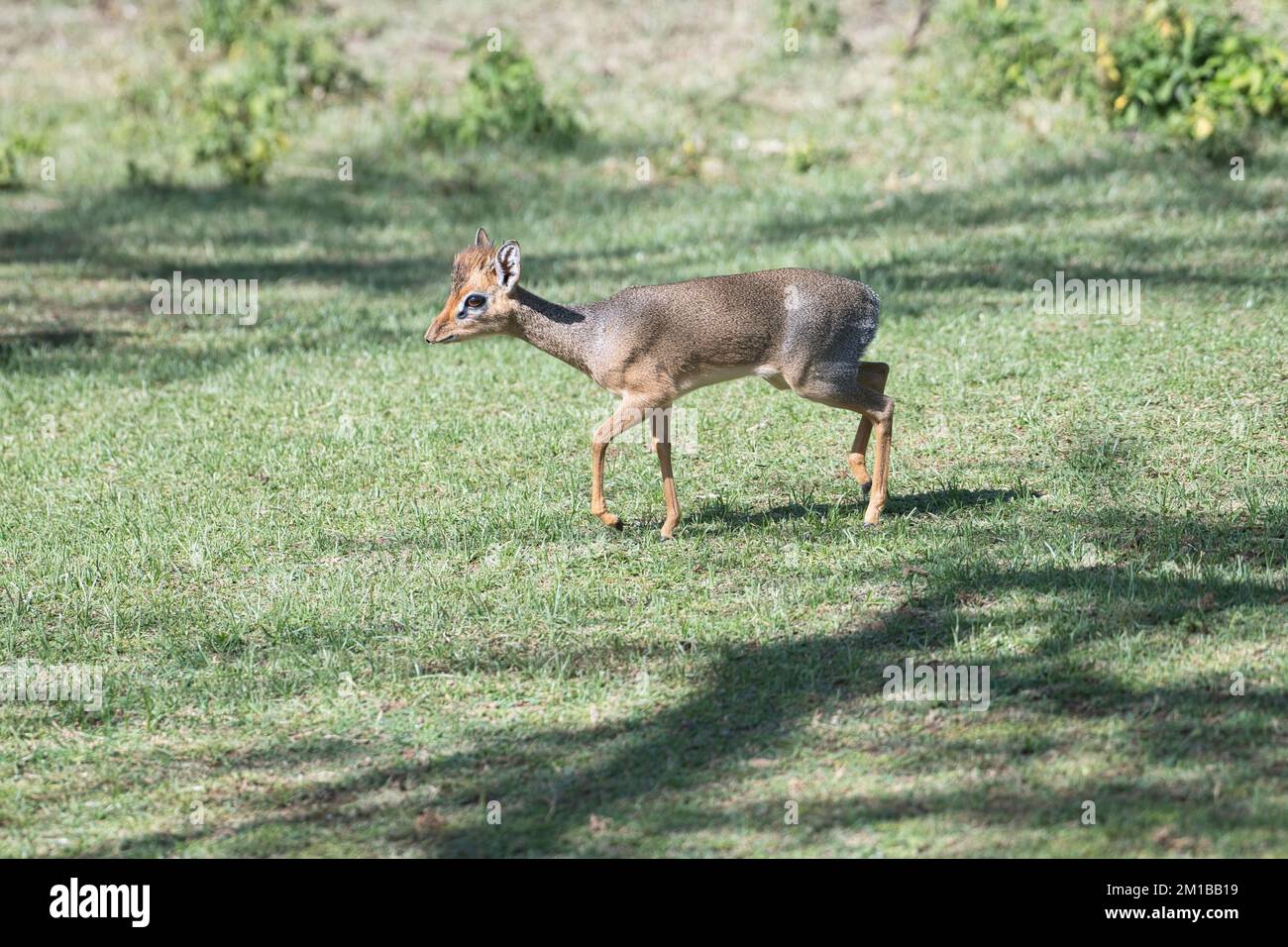 Kirk's dikdik (Madoqua kirkii Stock Photo - Alamy Kirk's dikdik (Madoqua kirkii Stock Photo - Alamy