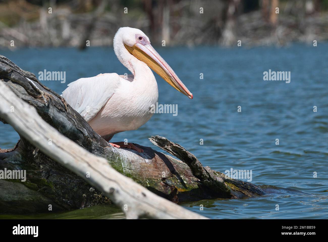 Great white pelican (Pelecanus onocrotalus Stock Photo - Alamy