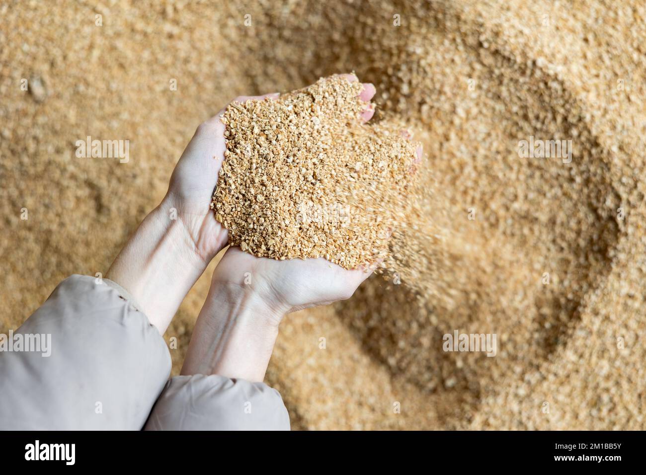 Close up image of hands holding animal feed soybean husks at stock yard ...