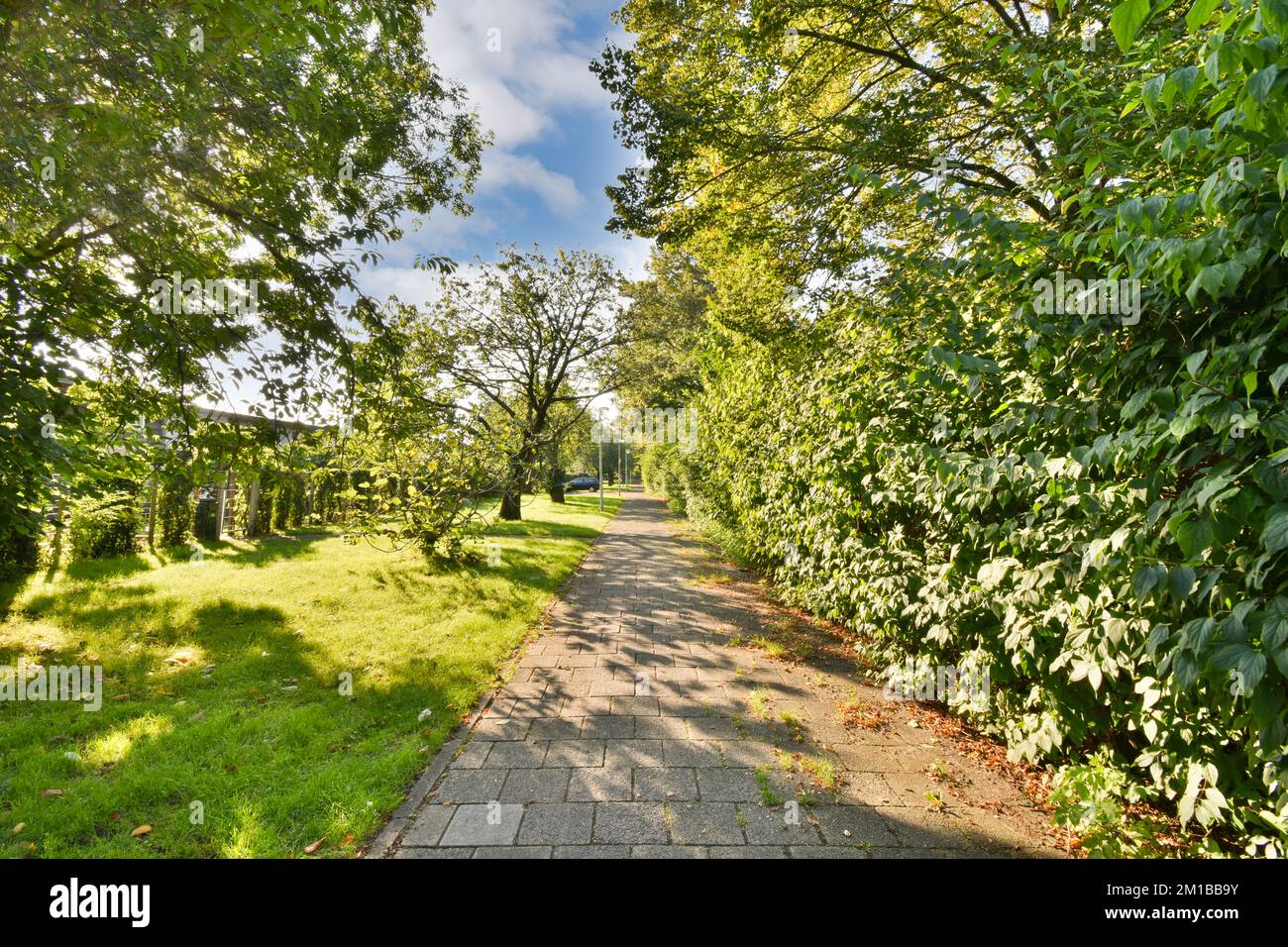 an empty path in the middle of a park with trees and green grass on ...