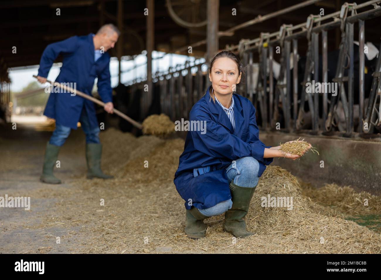 Female dairy farm worker feeding cows in a stall at dairy farm Stock ...