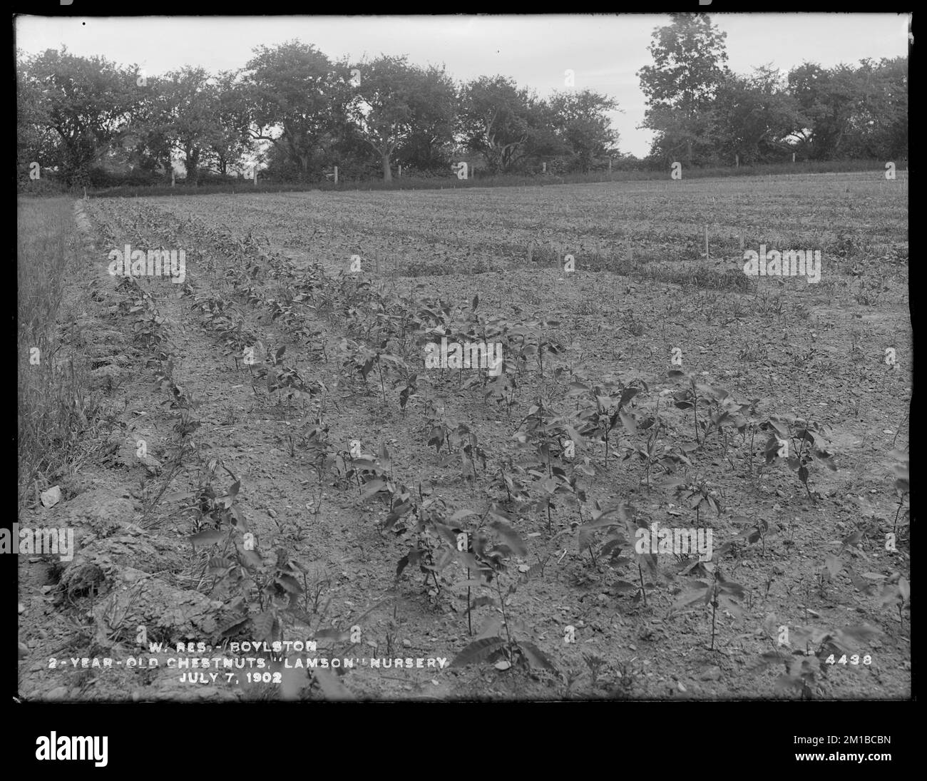 Ecological plant nursery Black and White Stock Photos & Images - Alamy