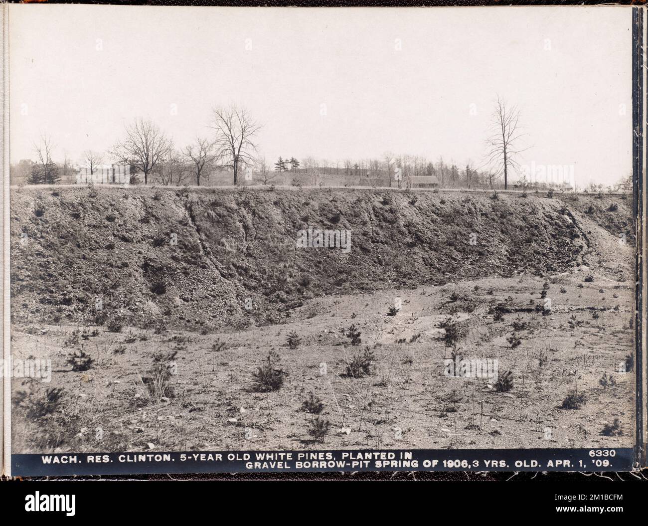 Wachusett Reservoir, 5-year-old white pines planted in gravel borrow ...