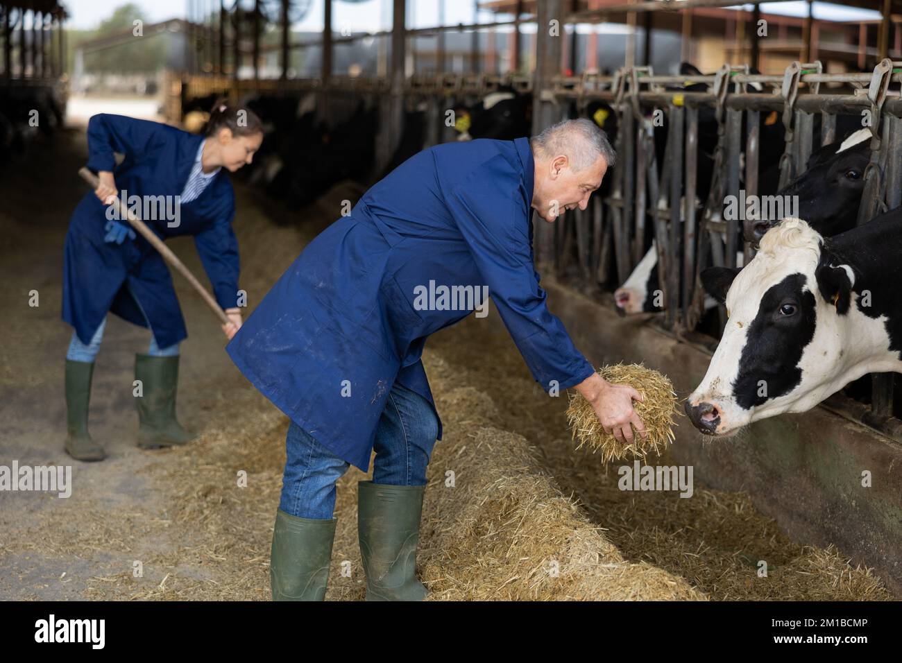 Mature farmer feeds cows with straw in cowshed of farm Stock Photo - Alamy