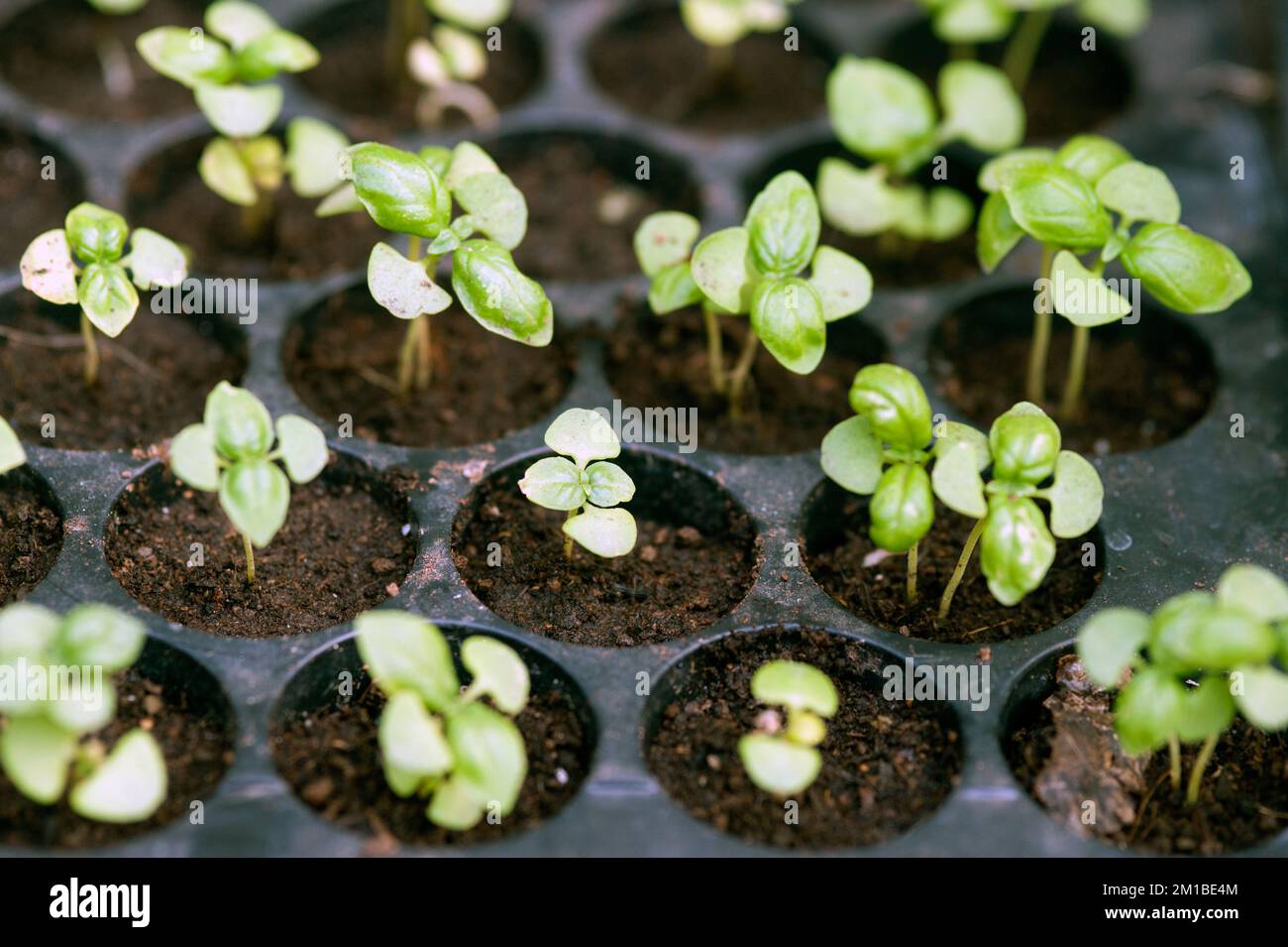 Save Download Preview Potted seedlings growing in biodegradable peat ...