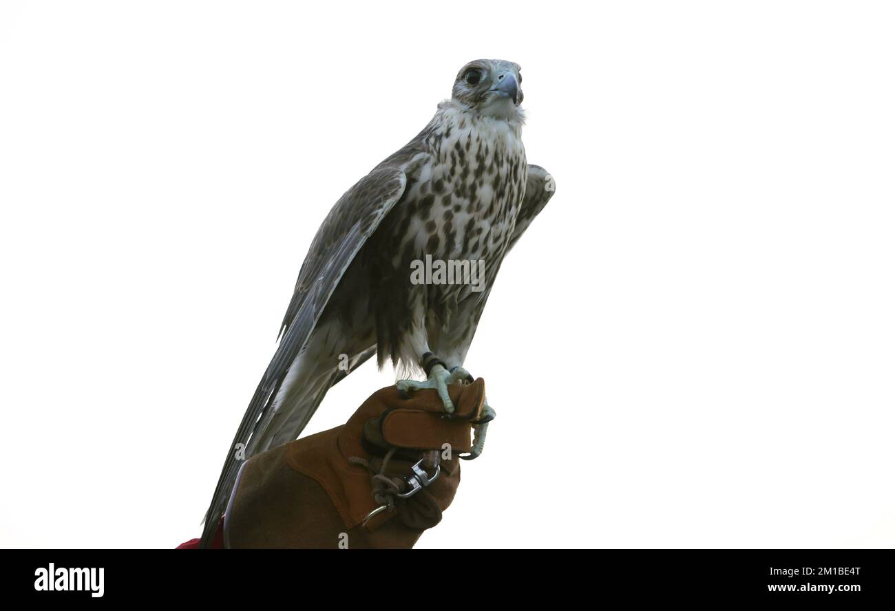 Doha, Katar. 11th Dec, 2022. firo : 11.12.2022, Football, Soccer, FIFA ...