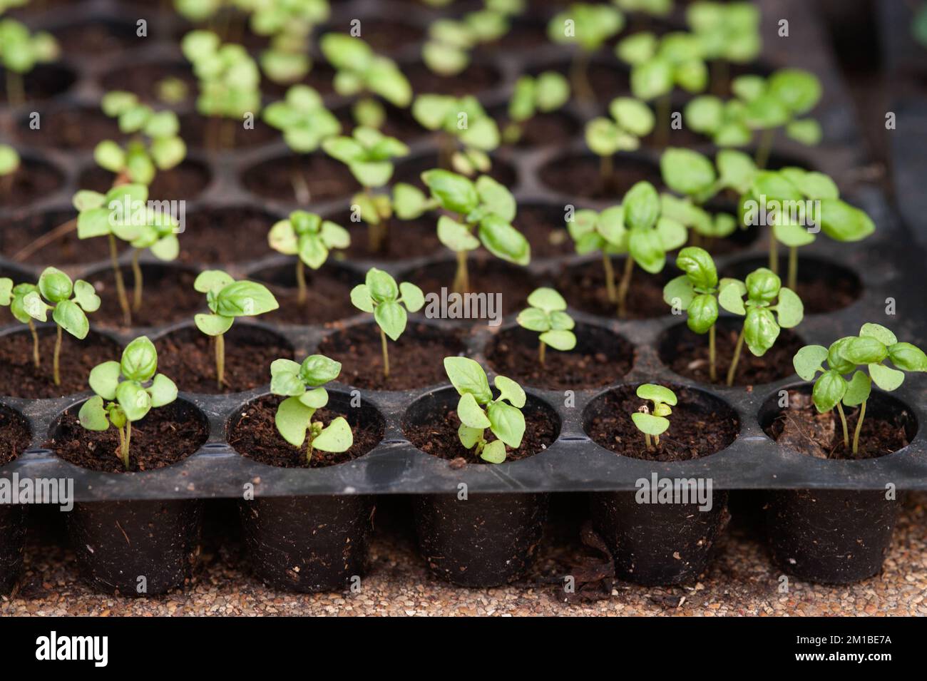 Save Download Preview Potted seedlings growing in biodegradable peat ...