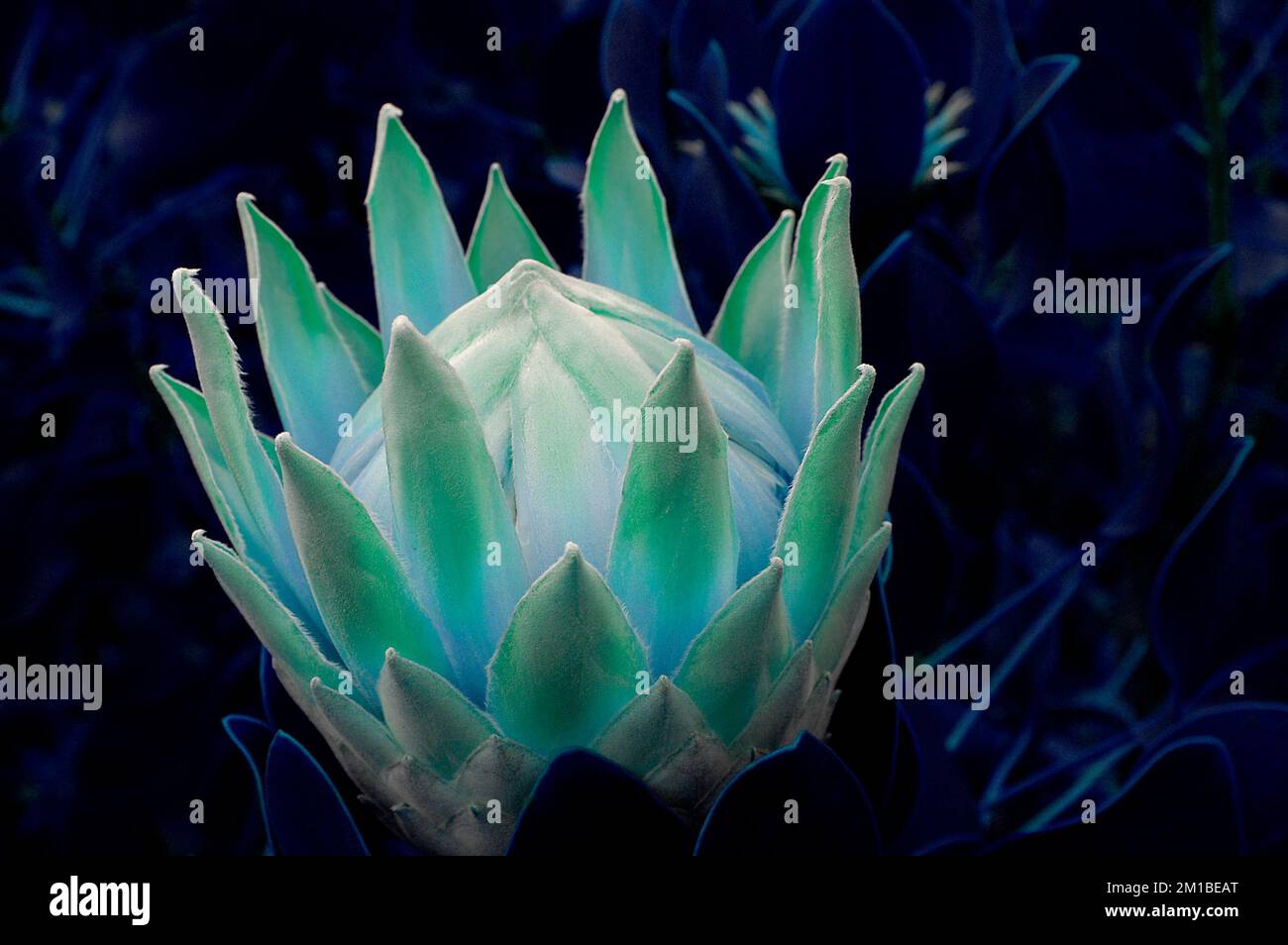 A giant protea flower with and eerie blue tint is opening up in the ...