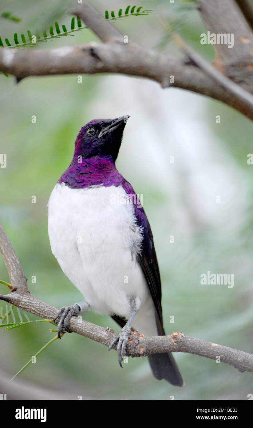 A pretty Violet Backed Starling sits on a tree branch Stock Photo - Alamy