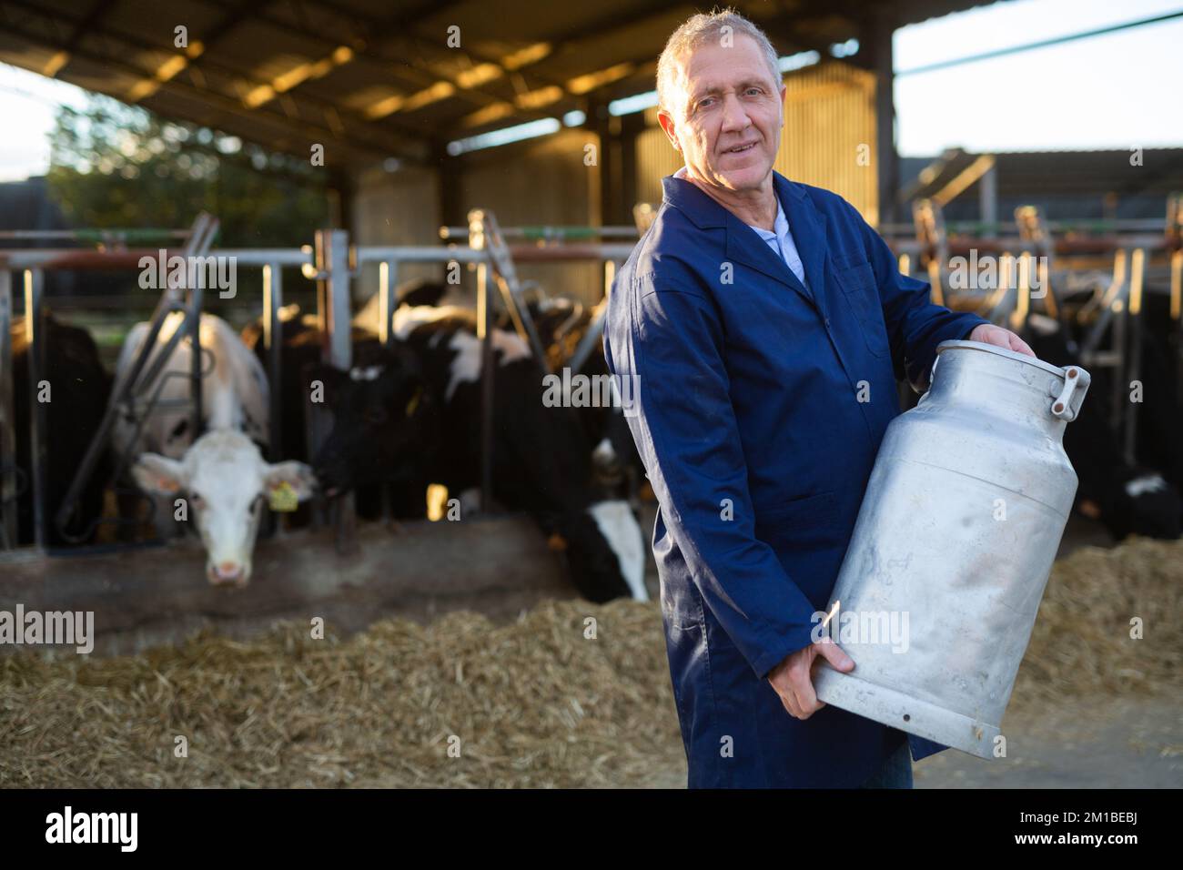 Male owner with milk can standing in stall on background with herd of ...