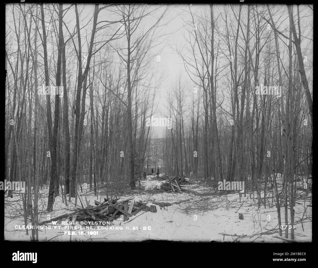 Wachusett Reservoir, clearing the 15-foot fire line 91BC, looking north ...