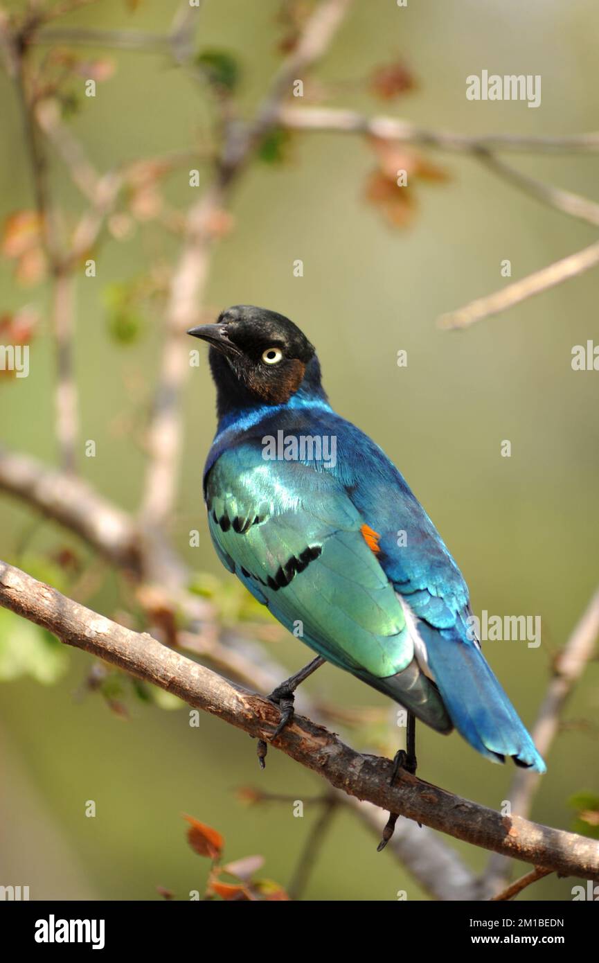 Superb starling on acacia tree hi-res stock photography and images - Alamy