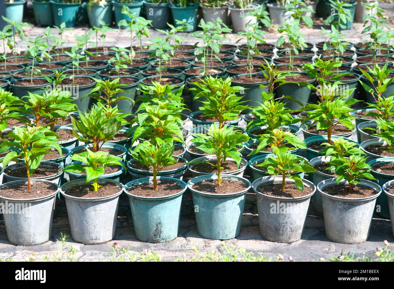 Crested celosin hi-res stock photography and images - Alamy