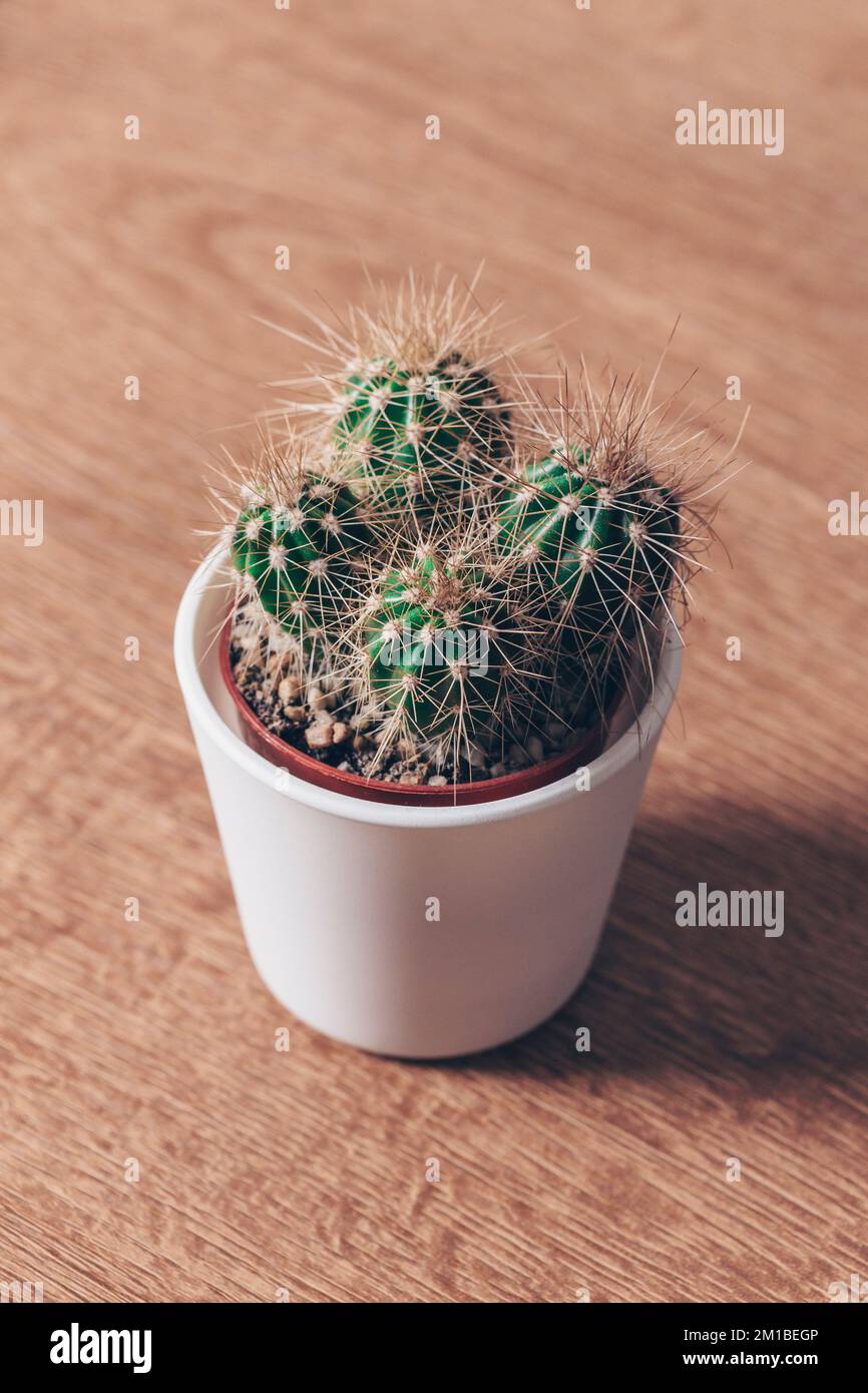 Cactus Plants For Desk at Tarah Gordon blog