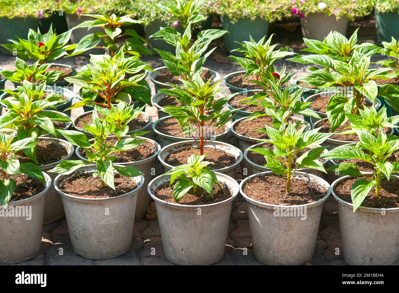 Crested celosin hi-res stock photography and images - Alamy