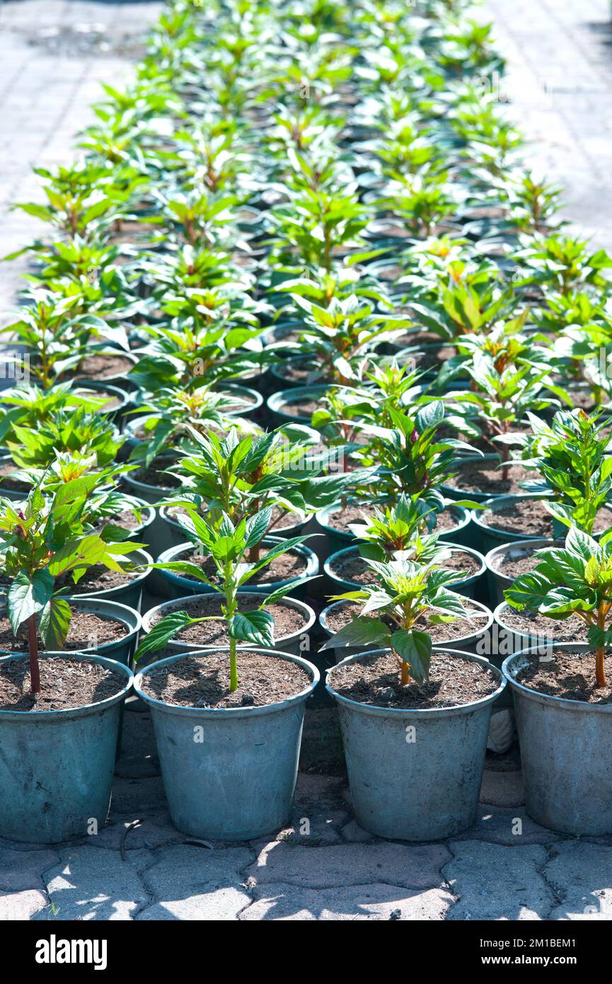 Celosia argenta hi-res stock photography and images - Alamy
